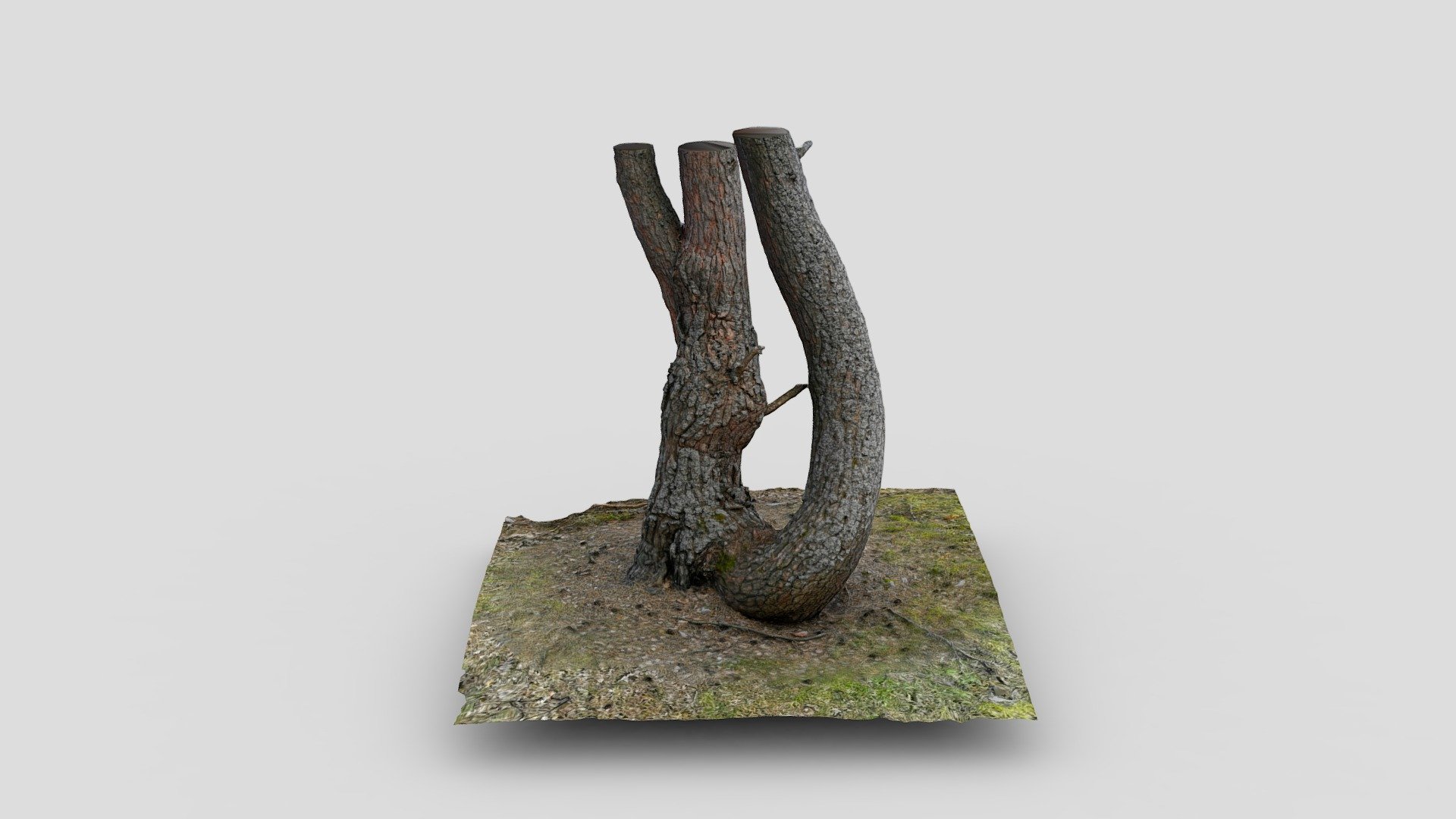 Tree With Three Trunks - Buy Royalty Free 3D model by Foto Retina ...