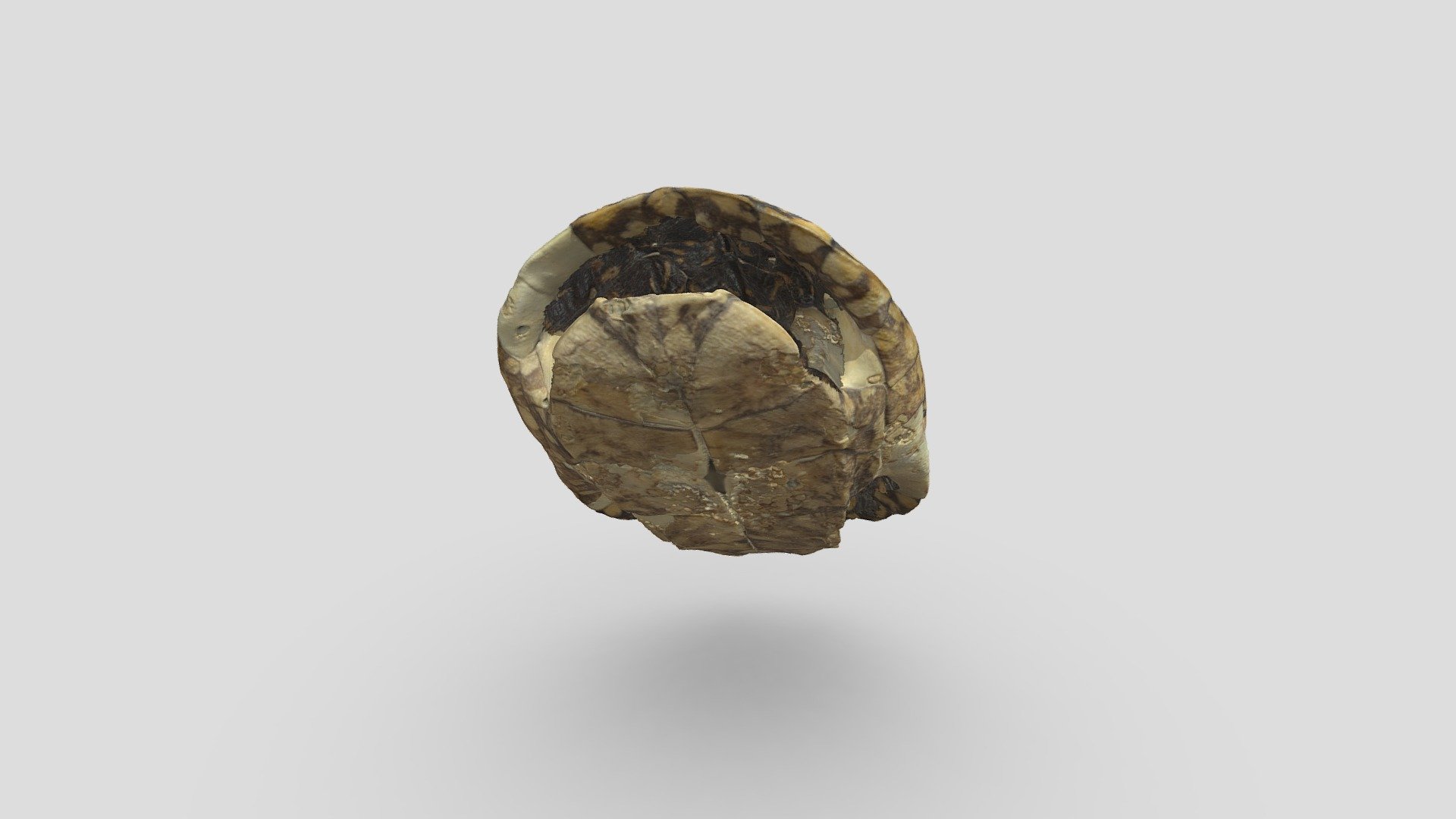 Black pond turtle (Geoclemys hamiltonii) - 3D model by EvoMorphoLab ...