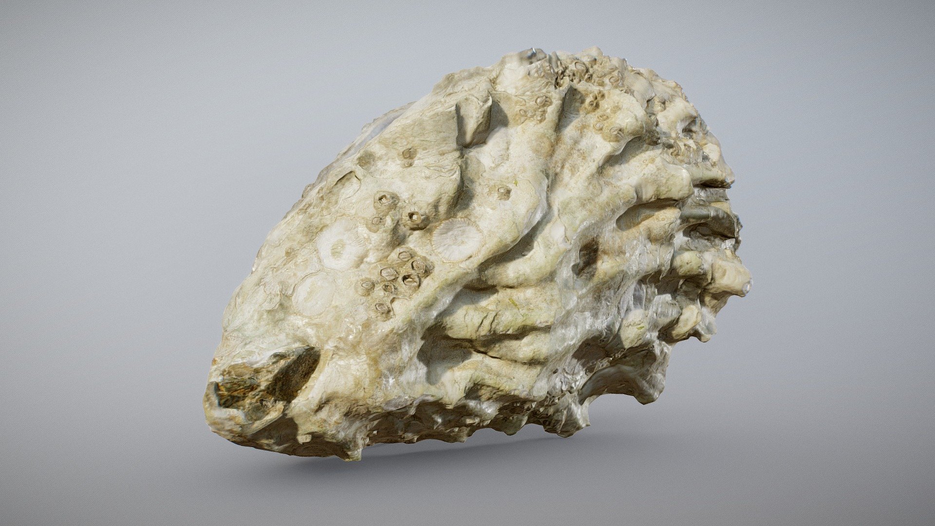 Pacific Oyster - Buy Royalty Free 3D model by inciprocal (@inciprocal ...