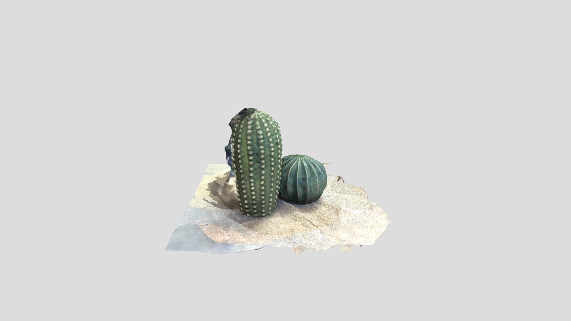 Cactus Model - 3D model by mhguzman [3f432fb] - Sketchfab