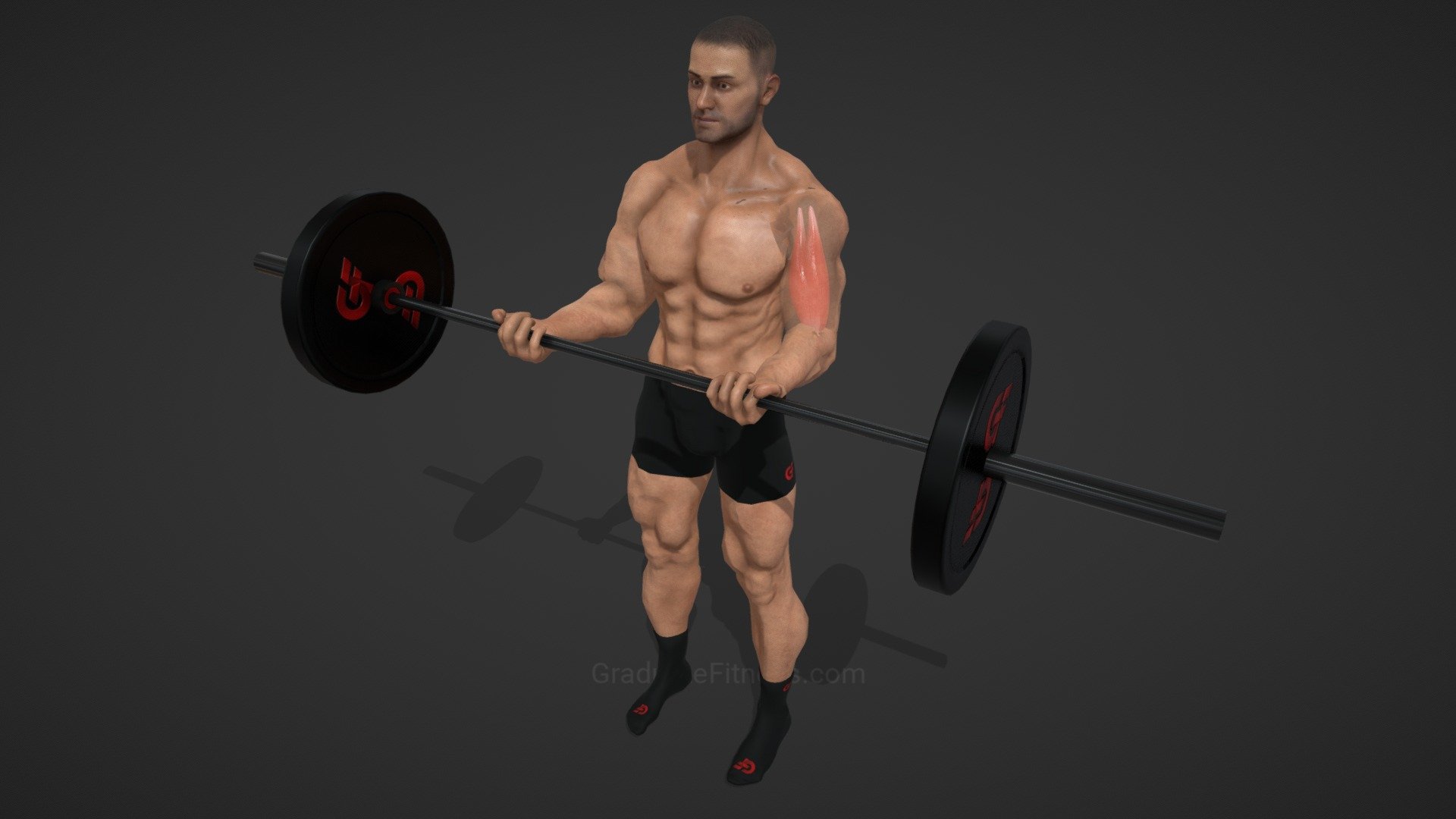05. Barbell Bicep Curl - 3D model by 3DMuscleModel [3f45ba2] - Sketchfab