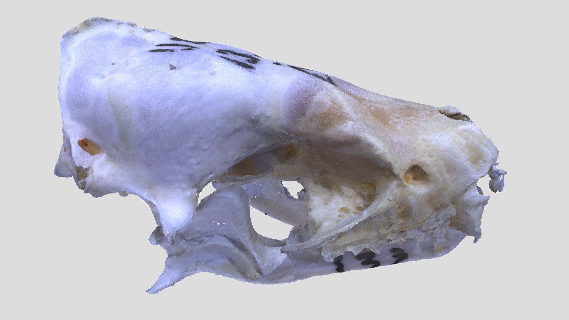 UWYMV:Mamm:133, Eptesicus fuscus pallidus, Skull - Download Free 3D ...