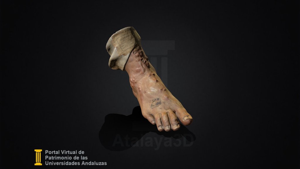 Modelos Anatómicos - A 3D model collection by Atalaya3D: Universidades ...