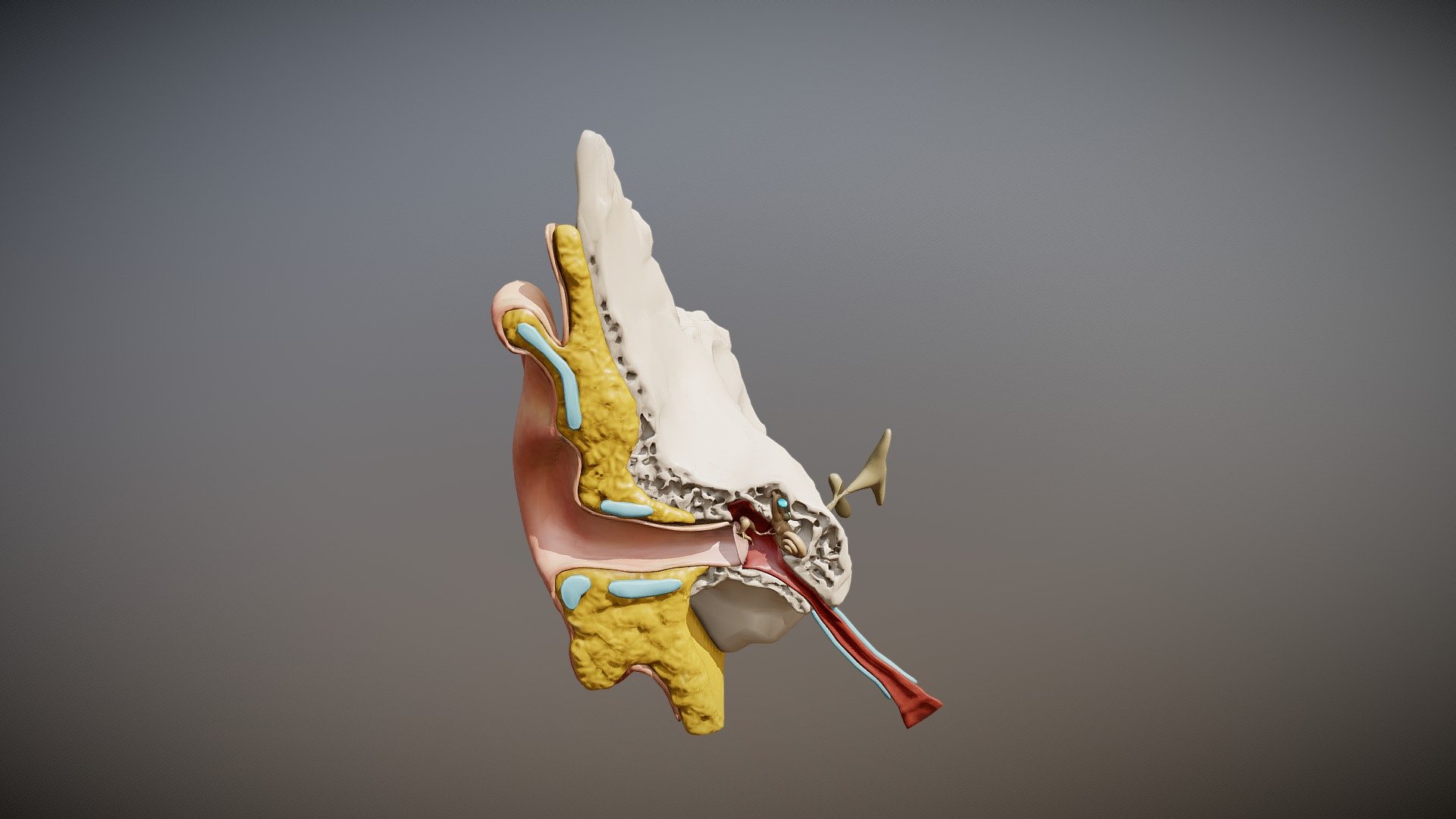 Auditory System - Inner Ear - 3D model by Vida Systems (@objects1 ...
