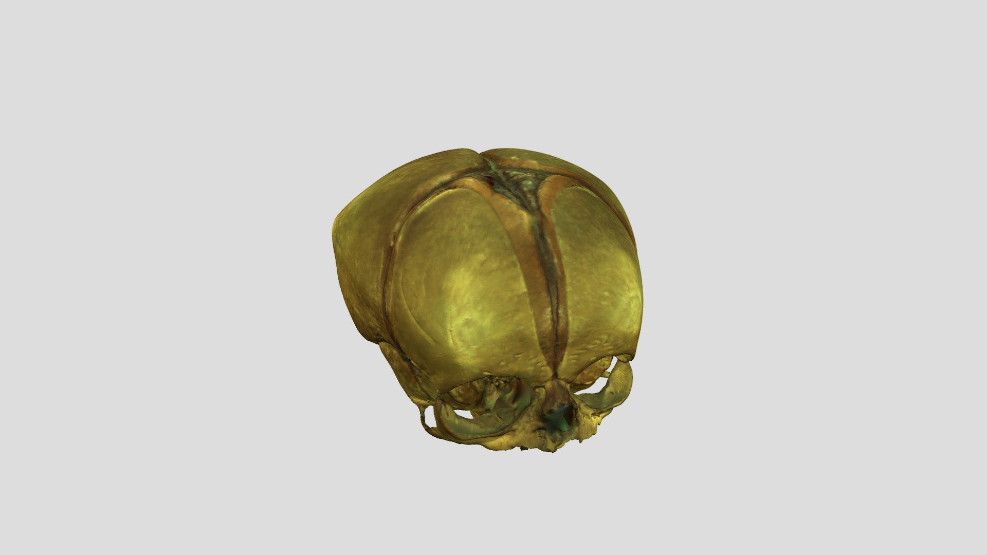 Newborn skull 2 - 3D model by kucharm [3f574a6] - Sketchfab