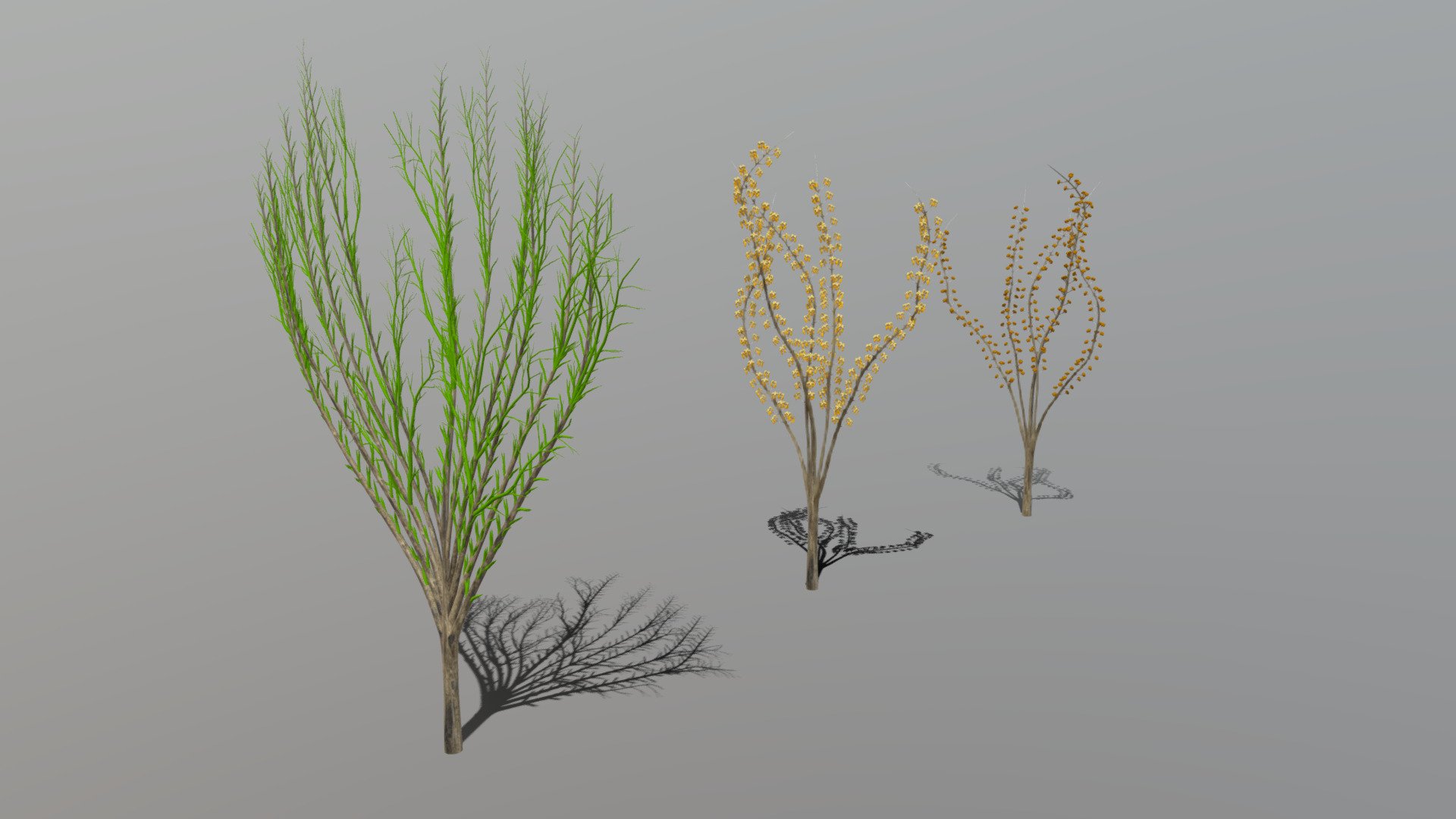 Calamophyton frond (unfertile, male and female) - 3D model by ...