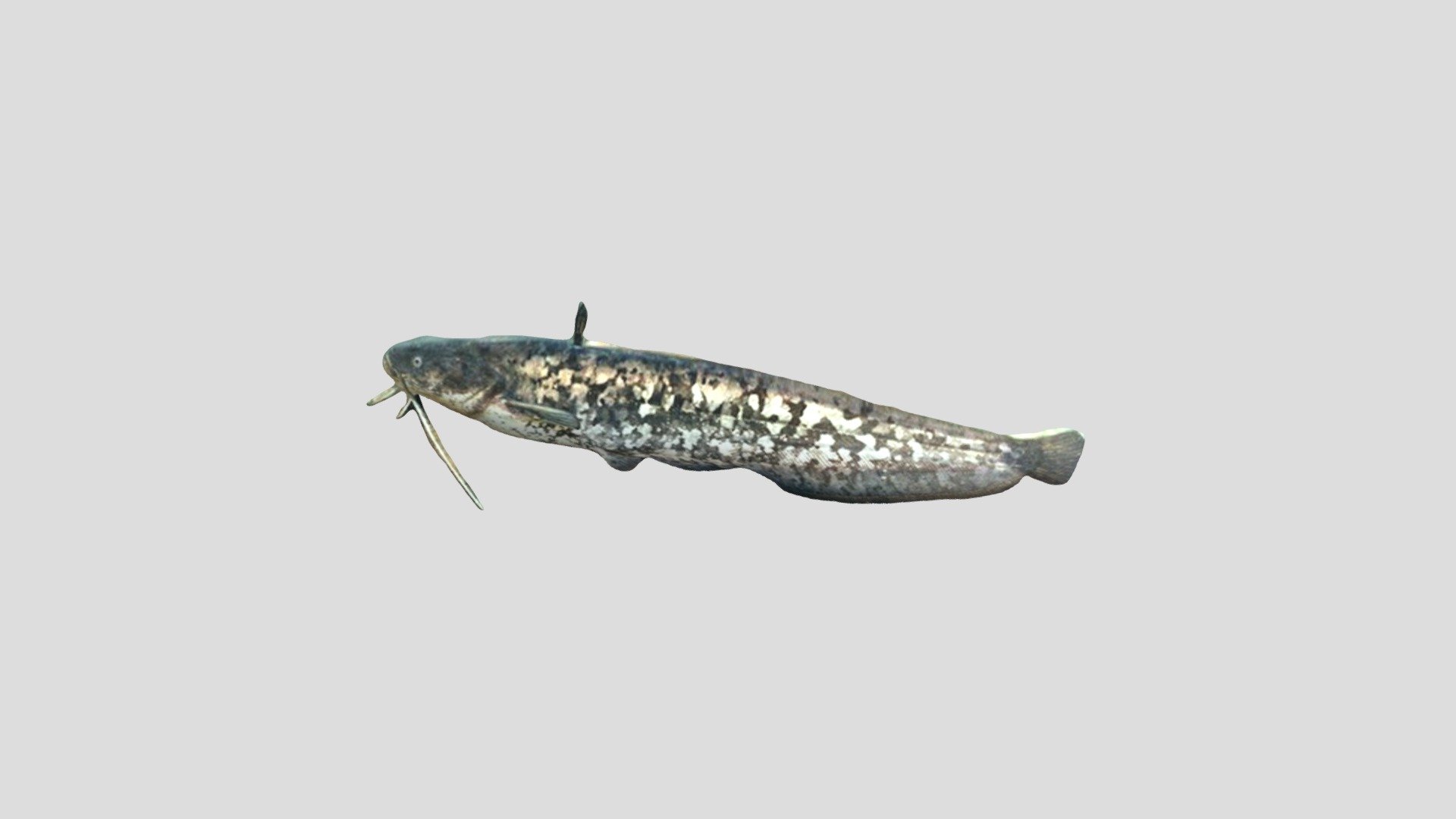 european catfish - 3D model by vesk2321 [3f68983] - Sketchfab