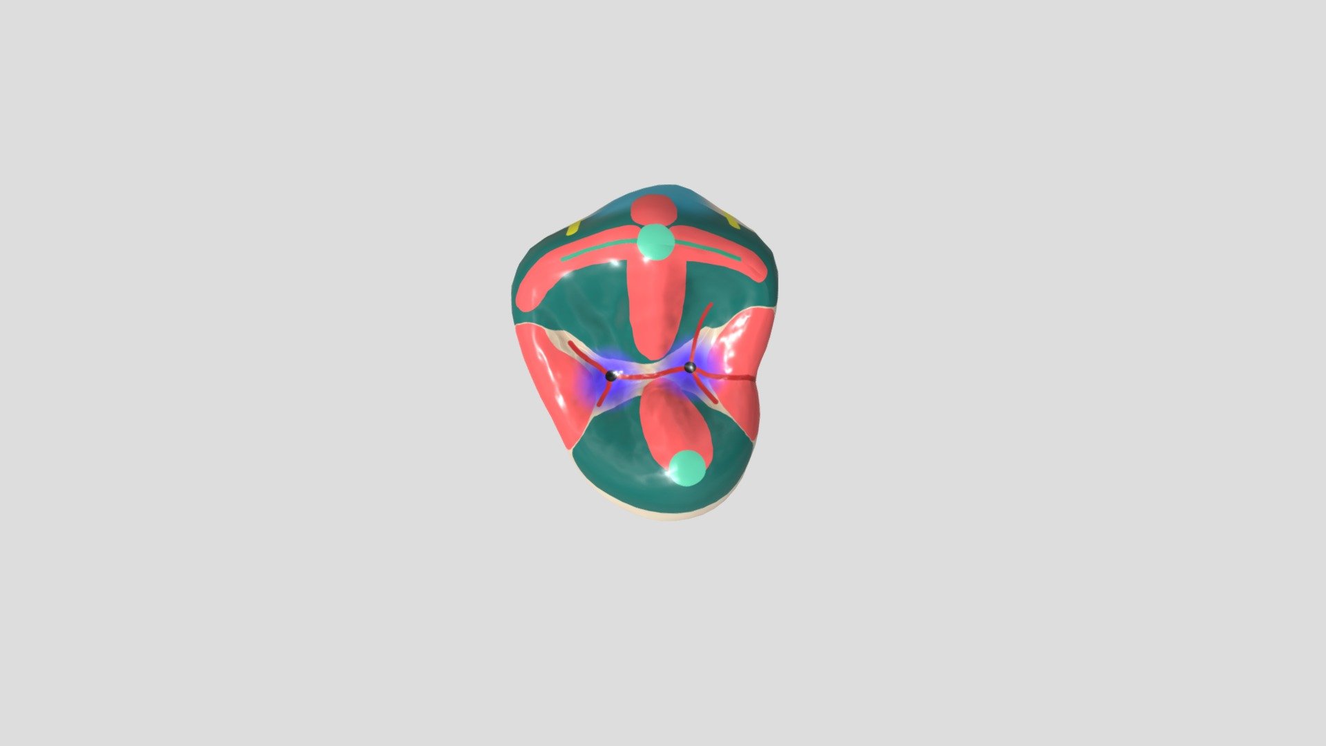 Maxillary first premolar anatomy features - 3D model by Virtual Dental ...