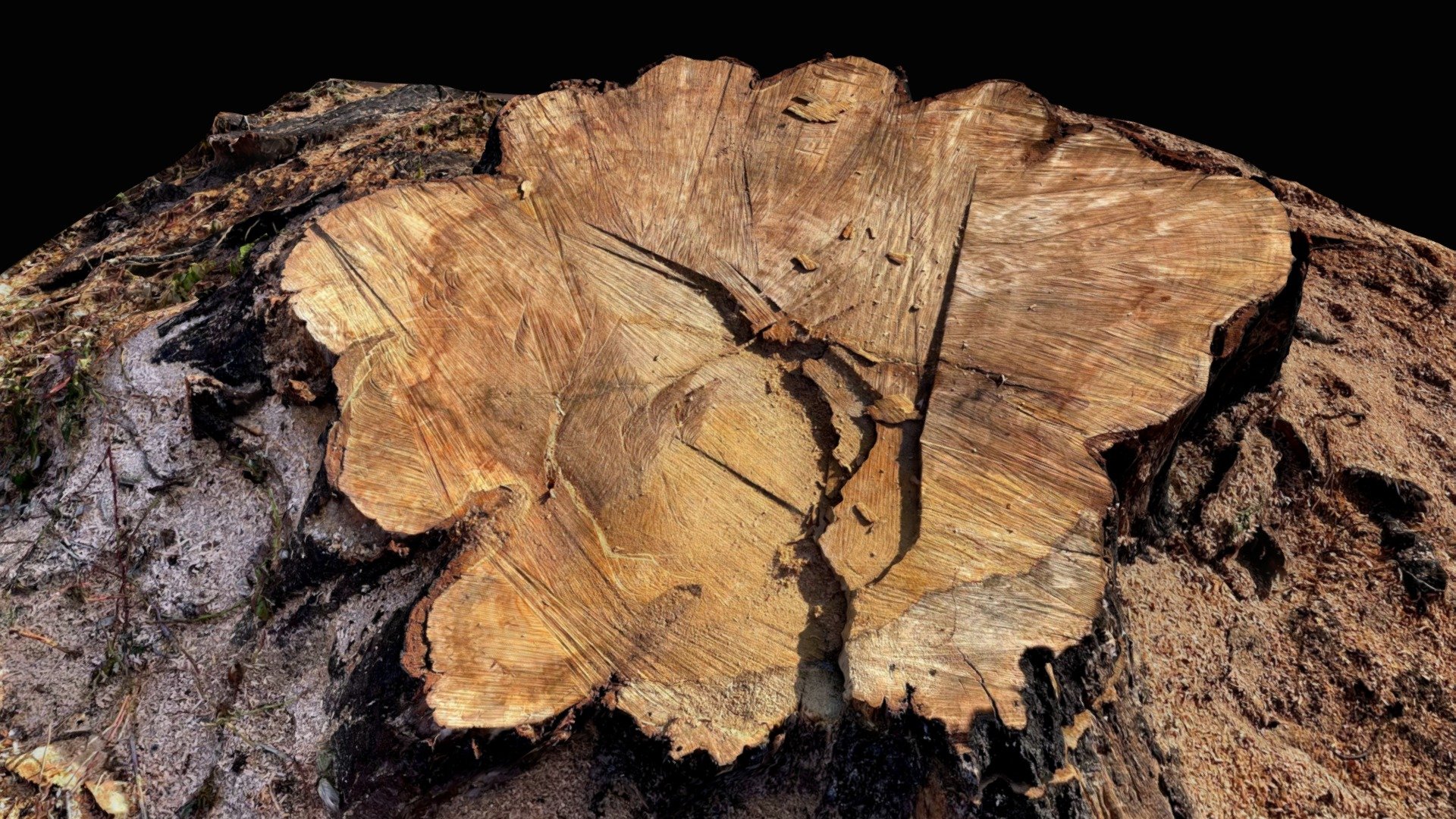 EveryPoint: Willow Tree Stump - Surface Model - 3D model by EveryPoint ...