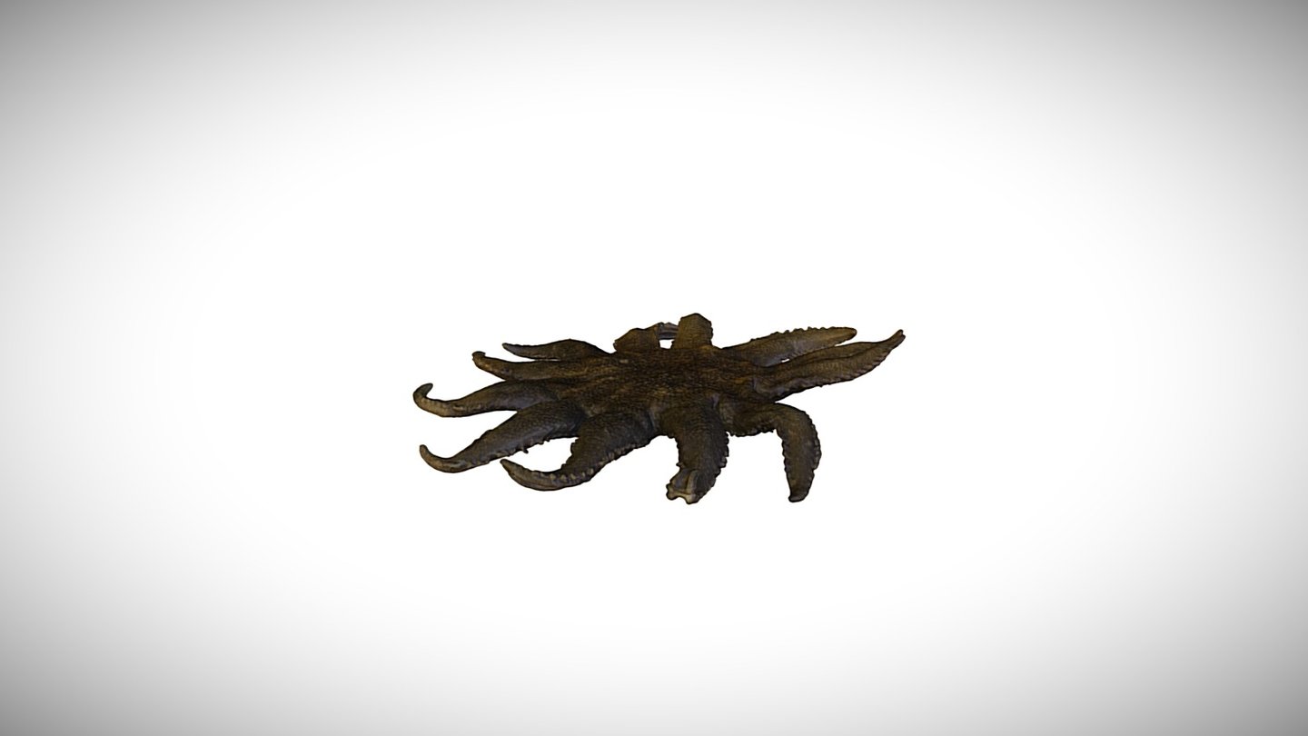 Crossaster borealis / CASIZ 119275 - 3D model by California Academy of ...