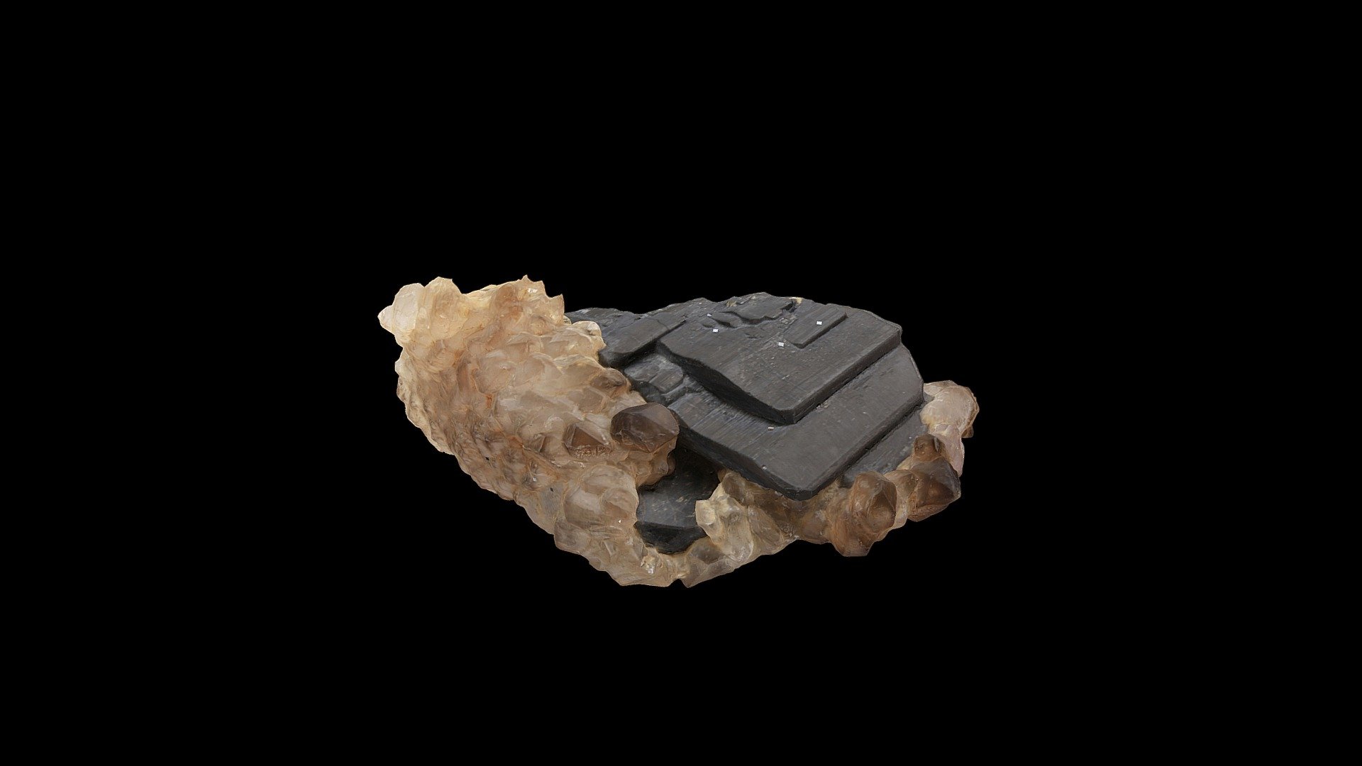 Columbit in čadavec - Download Free 3D model by Prirodoslovni muzej ...