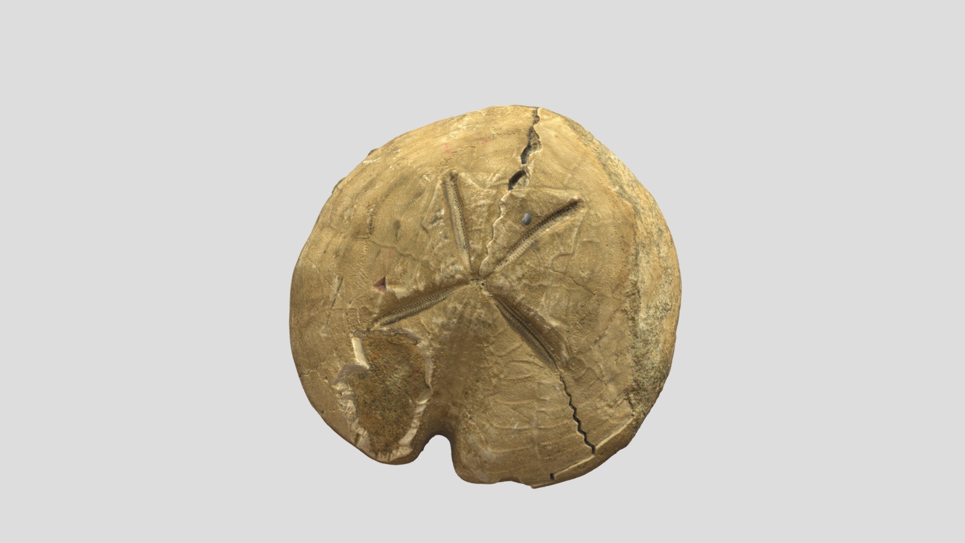 Fossil Sample - 3D model by jonathan.davidson [3f99b02] - Sketchfab