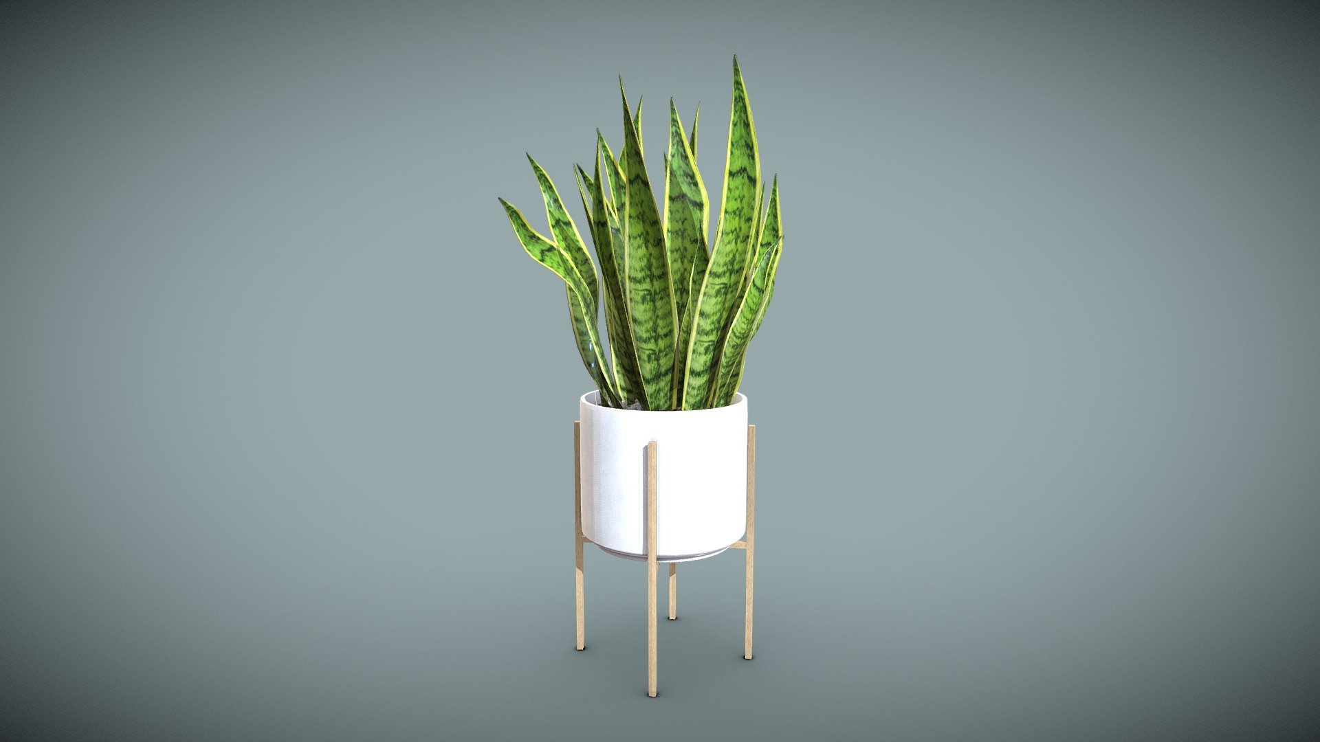 Snake Plant - 3D model by Render Island (@LRRender.Island) [3f9b103 ...