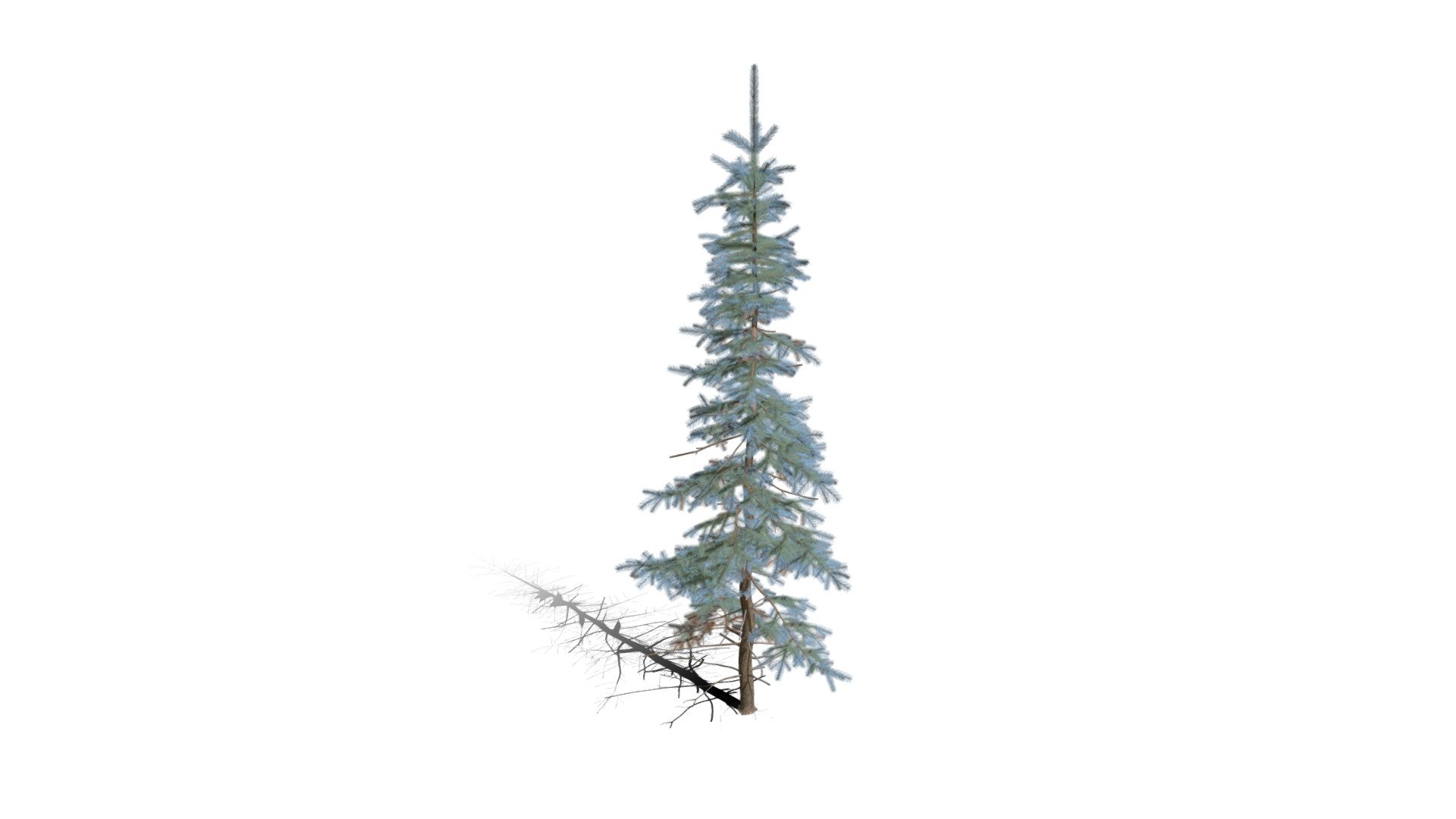 Realistic HD Colorado Blue spruce Koster (32/43) - Buy Royalty Free 3D ...