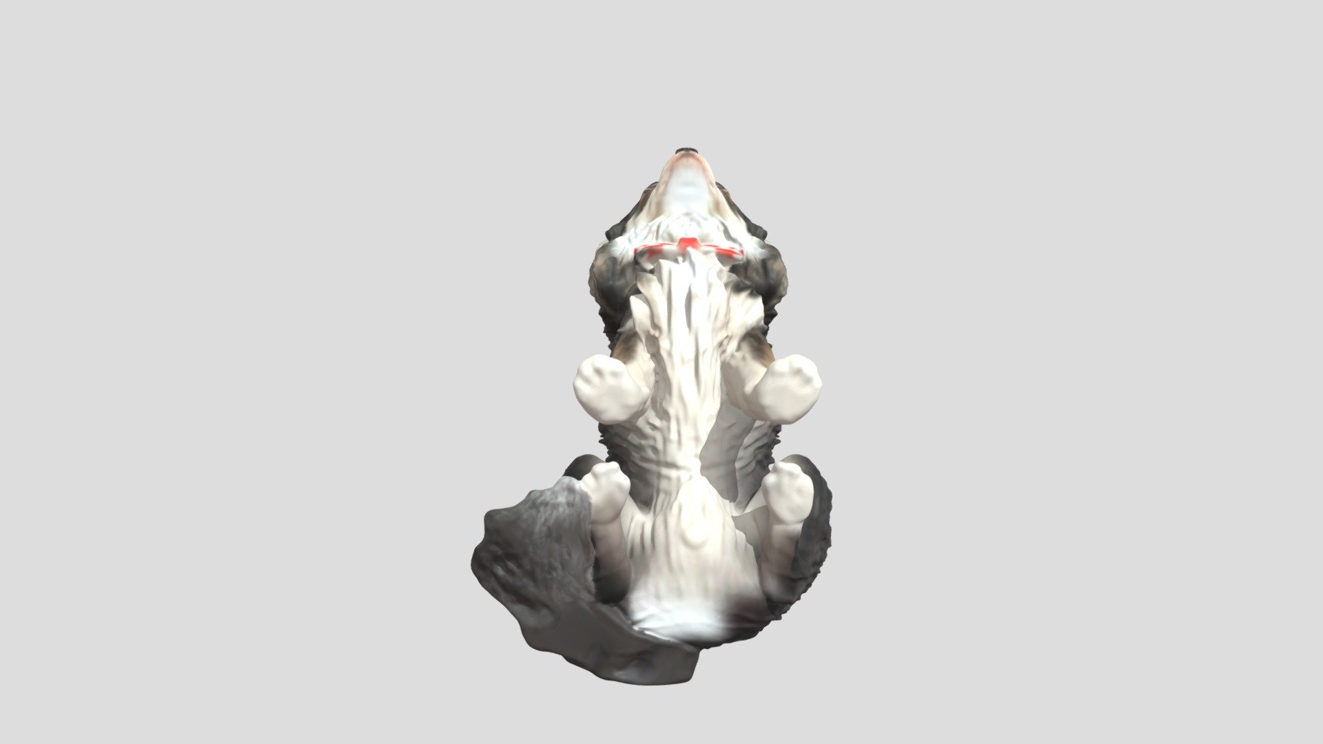 チワワ - Download Free 3D model by muscle_studio_japan [3fa3310] - Sketchfab