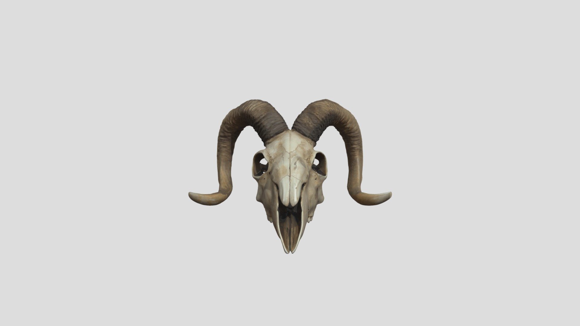 Goat Skull - Download Free 3D model by Samwell.Gauchez [3faa8c6 ...