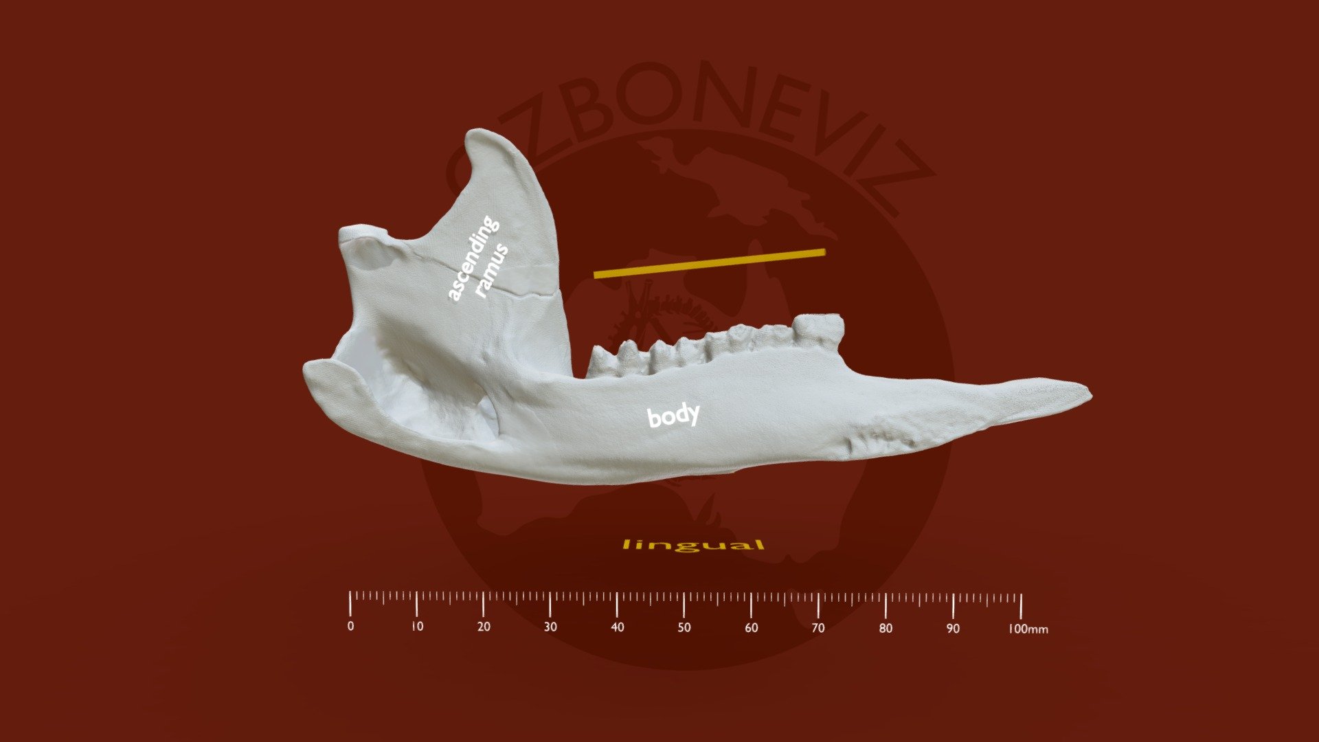 Swamp wallaby dentary - 3D model by Ozboneviz [3faade4] - Sketchfab