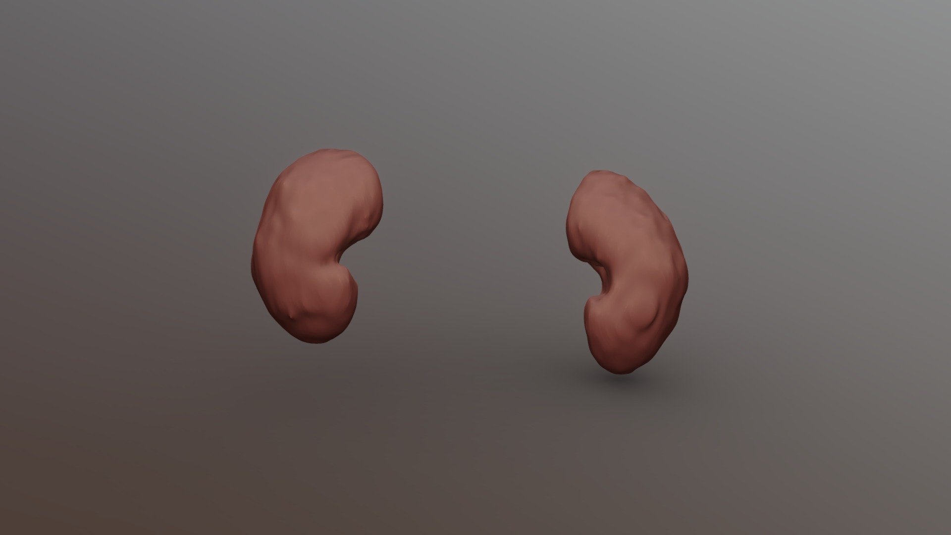 Kidneys (posterior view) - Download Free 3D model by alejandros ...