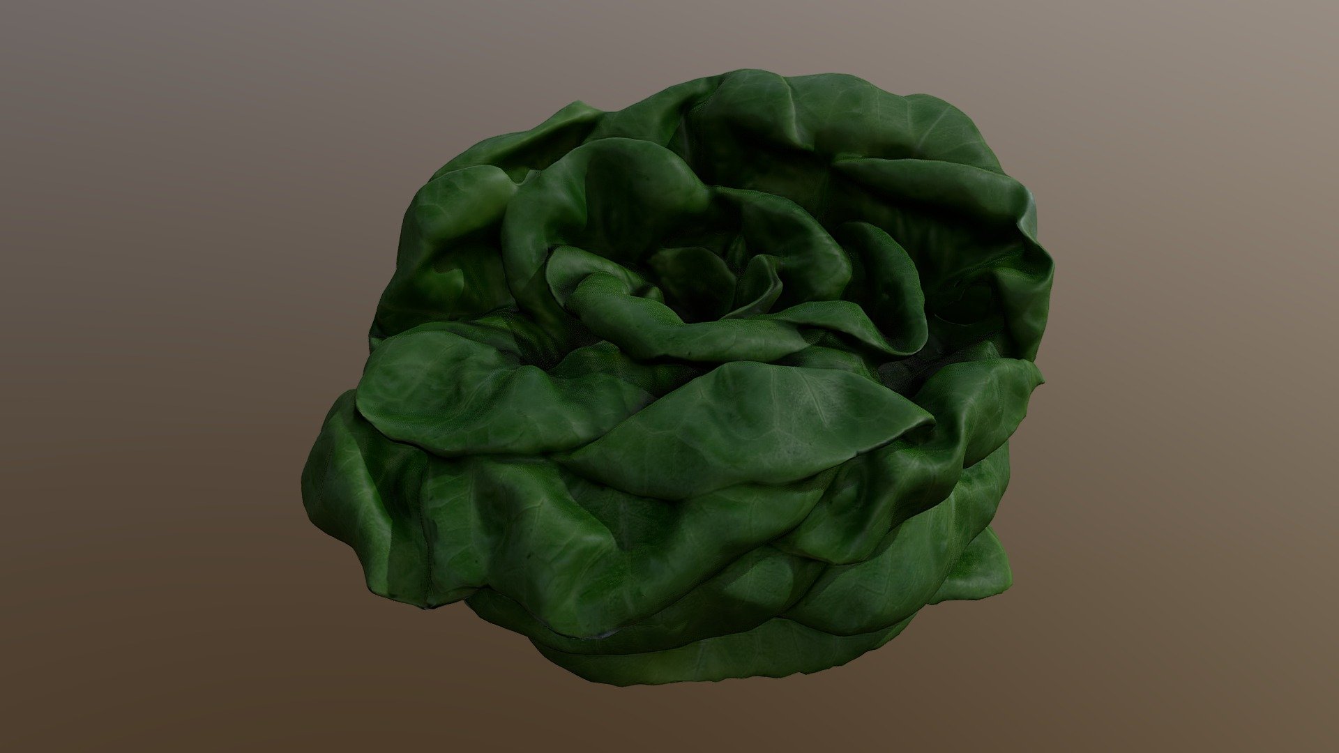 Lettuce2 - 3D model by ecpaerialsolutions [3fb222a] - Sketchfab