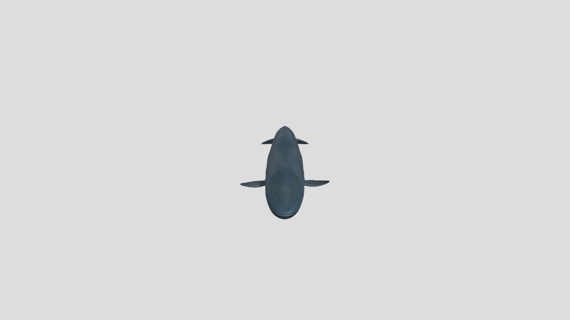 Blue Whale - Download Free 3D model by Battle_Dude (@1546809) [3fb32bd ...