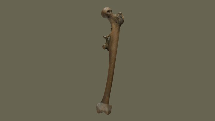 Homoerectus 3D models - Sketchfab