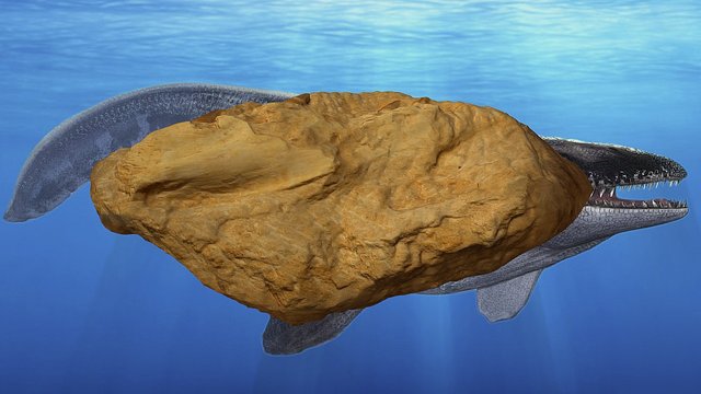 Prognathodon 3D models - Sketchfab