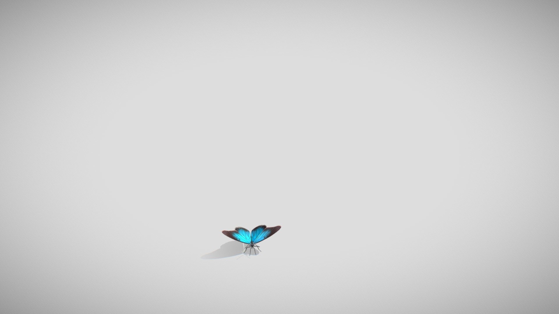 Blue Butterfly Animation - Buy Royalty Free 3D model by MW 3D (@mw3dart ...