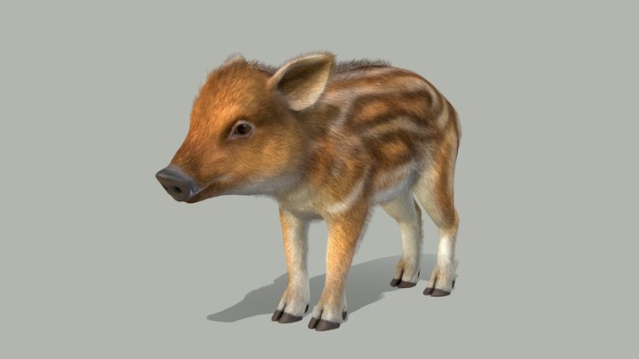 Boar 3D models - Sketchfab