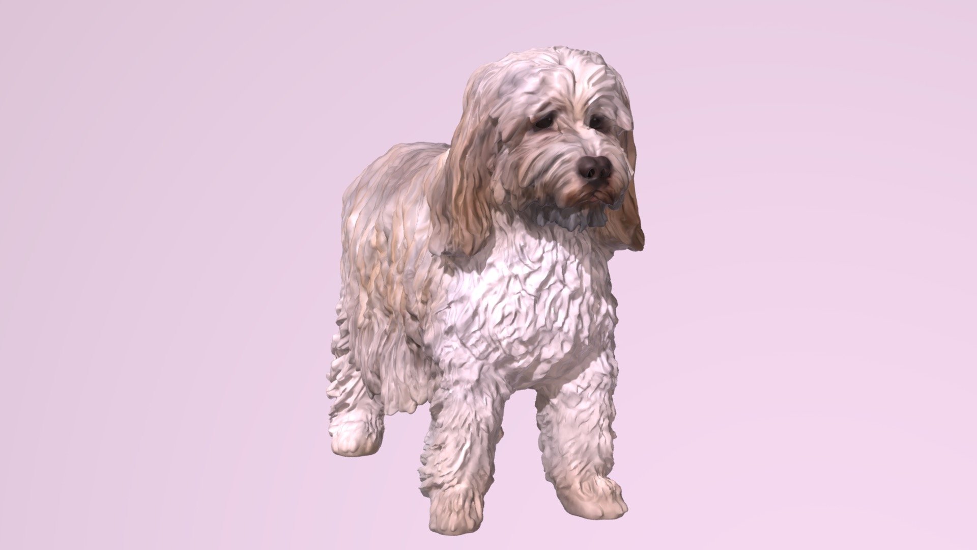 1812009- Gem- Bearded Collie - 3D model by Arty Lobster - Pet ...