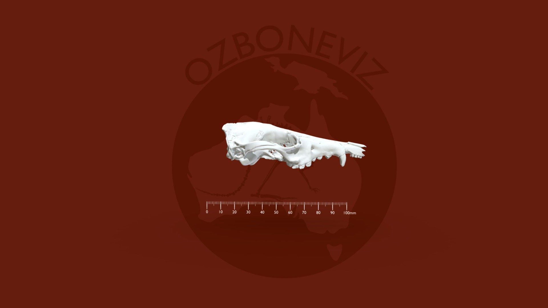 Greater bilby cranium - 3D model by Ozboneviz [3fde336] - Sketchfab