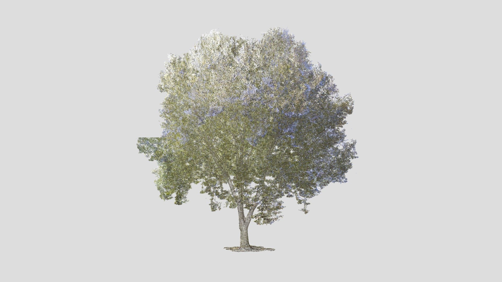 Tree Point Cloud - Buy Royalty Free 3D model by magnum_opus (@tree ...