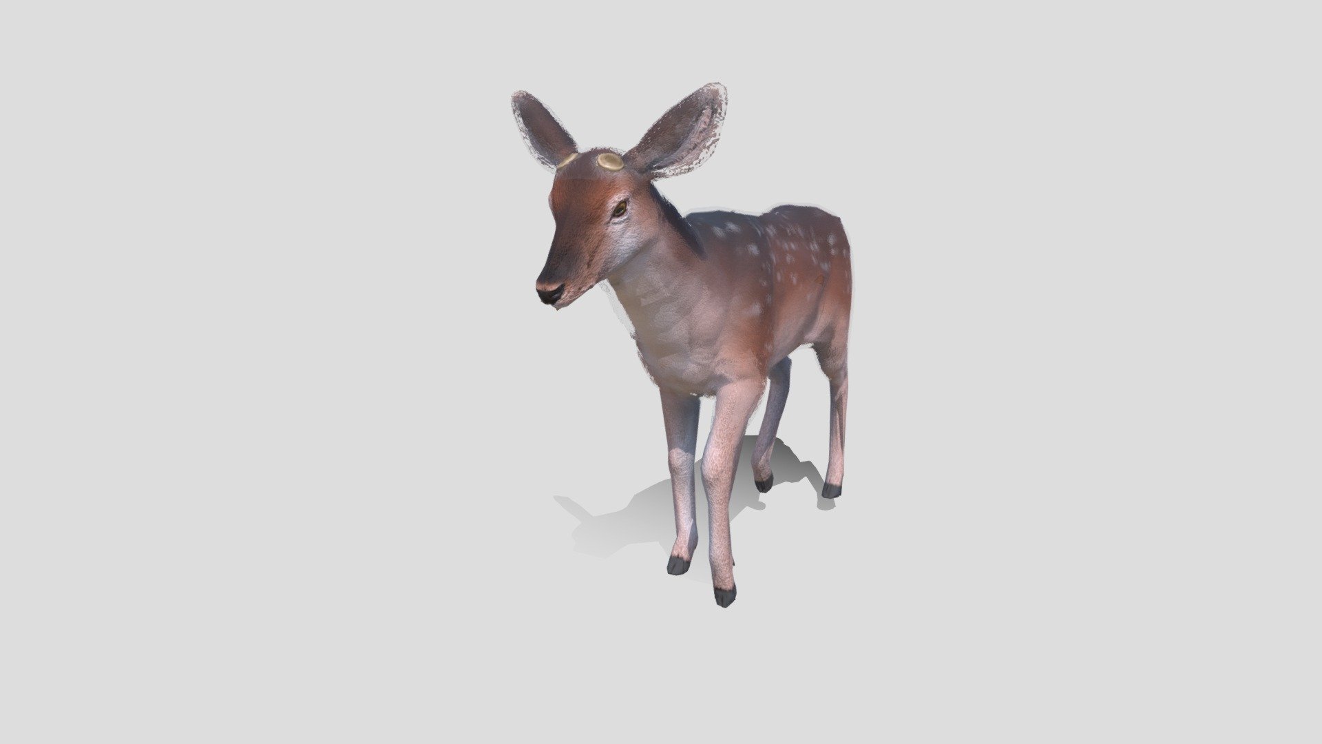 Fallow Deer - 3D model by AsiSed [3febb4a] - Sketchfab