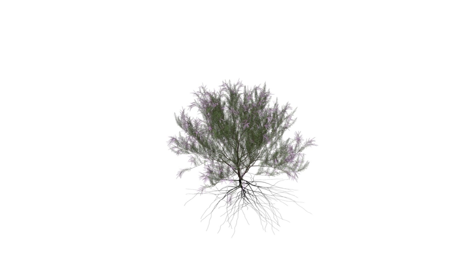 Realistic HD French tamarisk (4/20) - Buy Royalty Free 3D model by ...