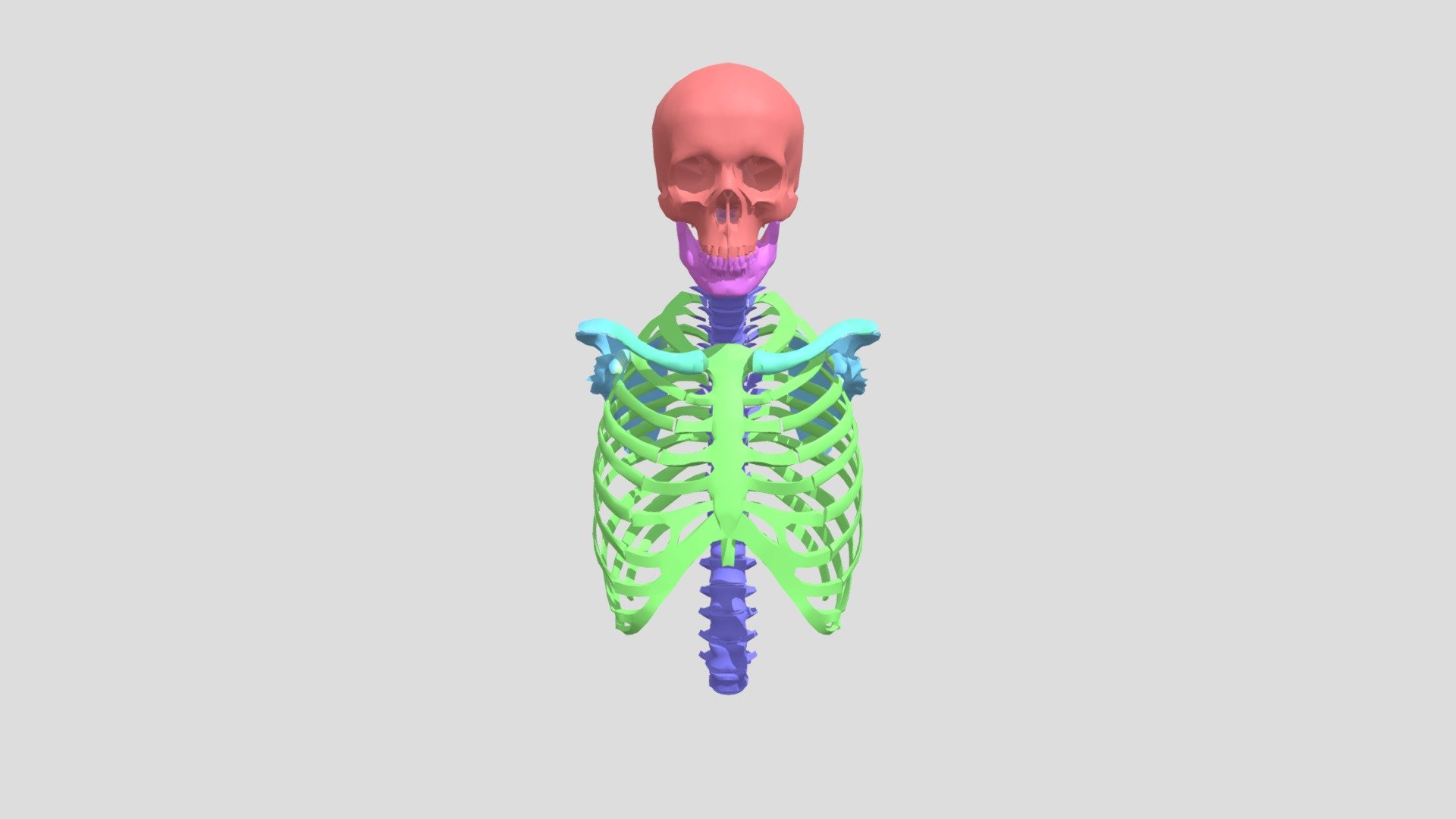 Skeleton - 3D model by Anastasia.Design [3fedadd] - Sketchfab
