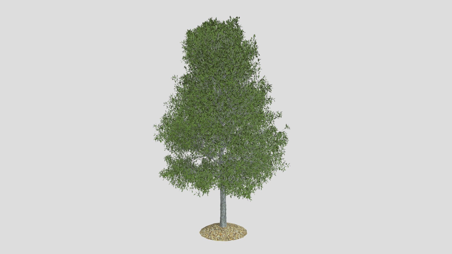 Shingle Oak Tree - Buy Royalty Free 3D model by DATEC_Studio [3fee39e ...