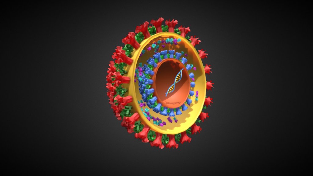 DNA viruses - A 3D model collection by nadine1lenz - Sketchfab
