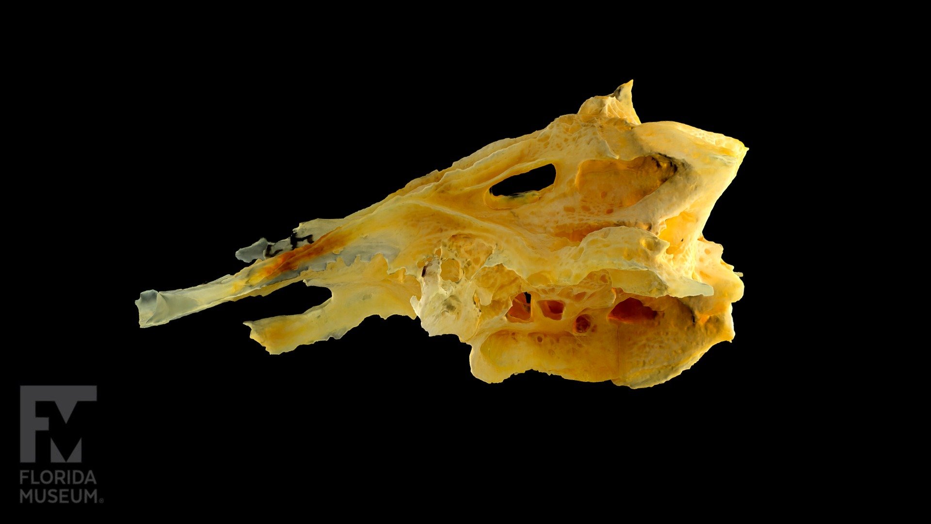 American Shad Skull - 3D model by FloridaMuseum [3fef757] - Sketchfab