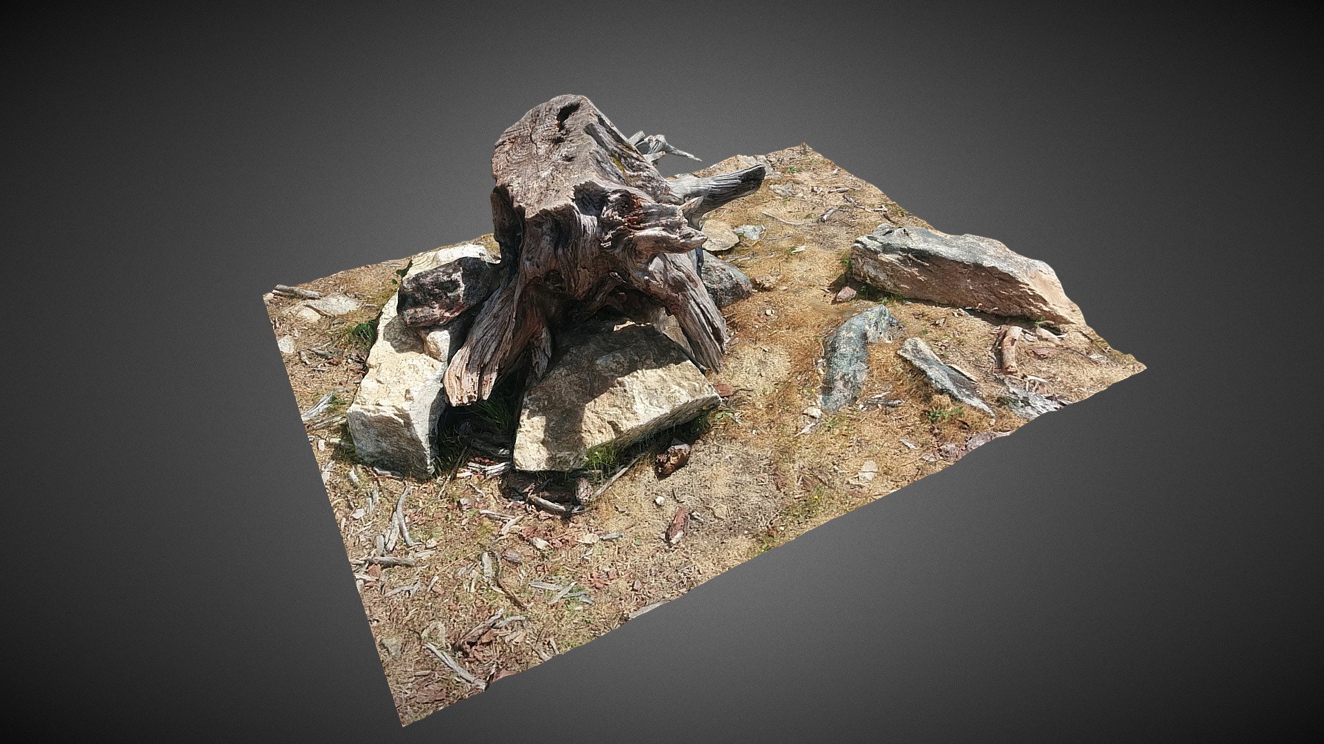 Tree Photogrammetry - 3D model by 3eltran [3fefd7f] - Sketchfab