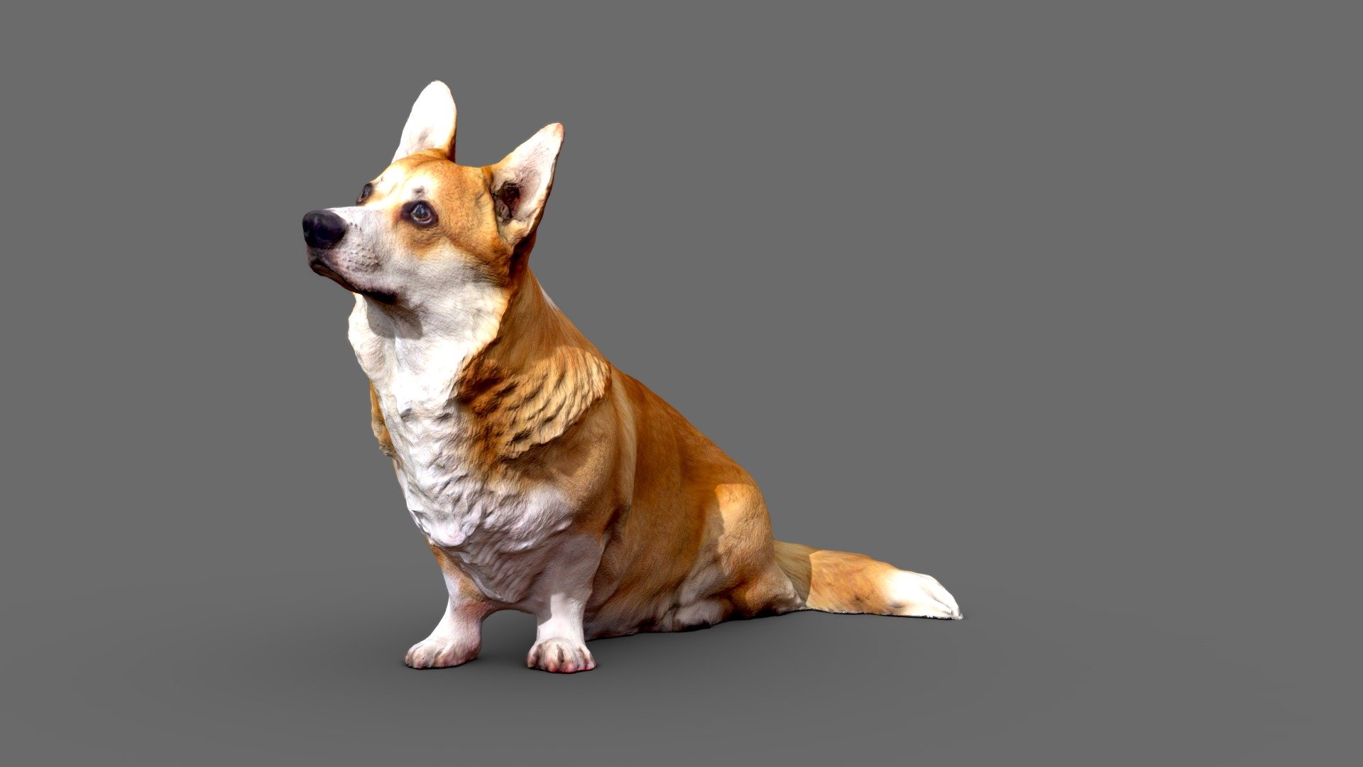Corgi - 3D model by 2print.druck [3ff233c] - Sketchfab