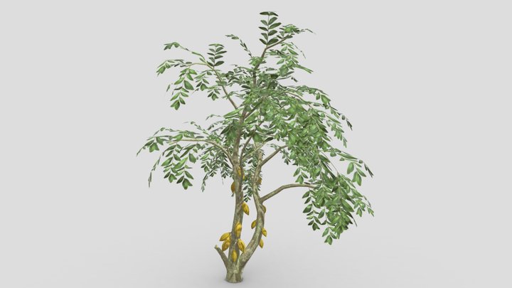 Cacao-tree 3D models - Sketchfab
