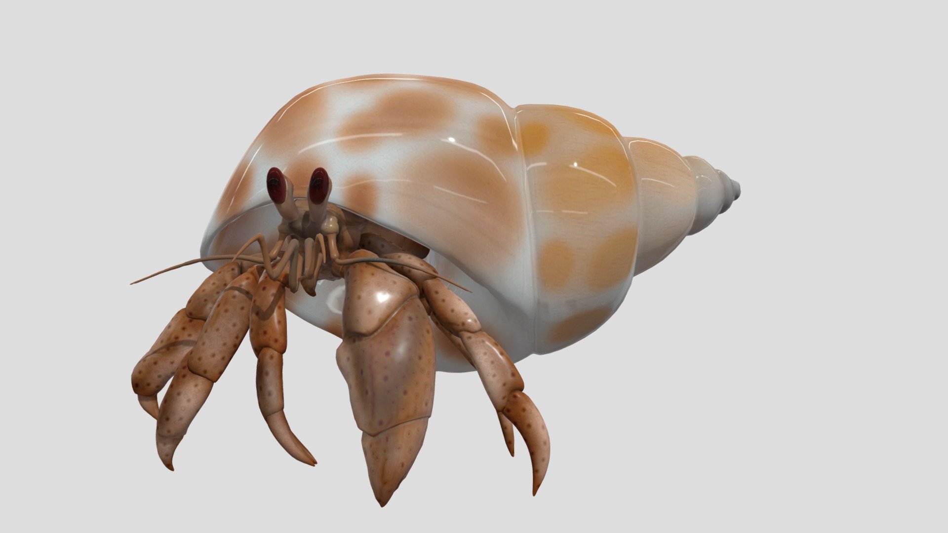 Hermit Crab - Download Free 3D model by all of life (@Xfdfgd) [4003895 ...