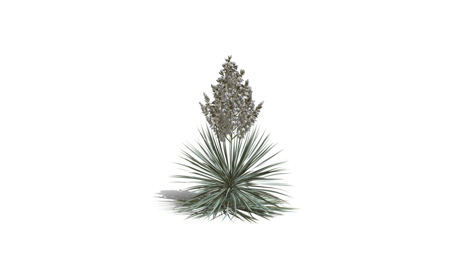 Realistic HD Beaked yucca (1/30) - Download Free 3D model by ...