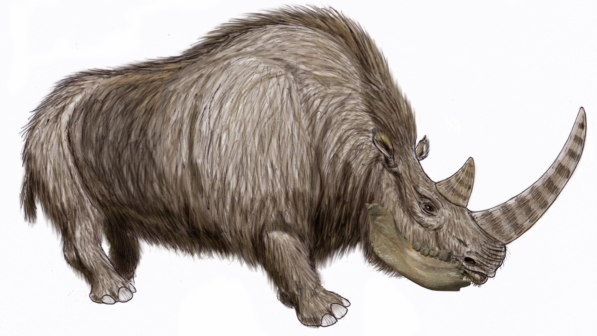 Coelodonta antiquitatis mandibulă_Sebeș (RO) - 3D model by Muzeul ...