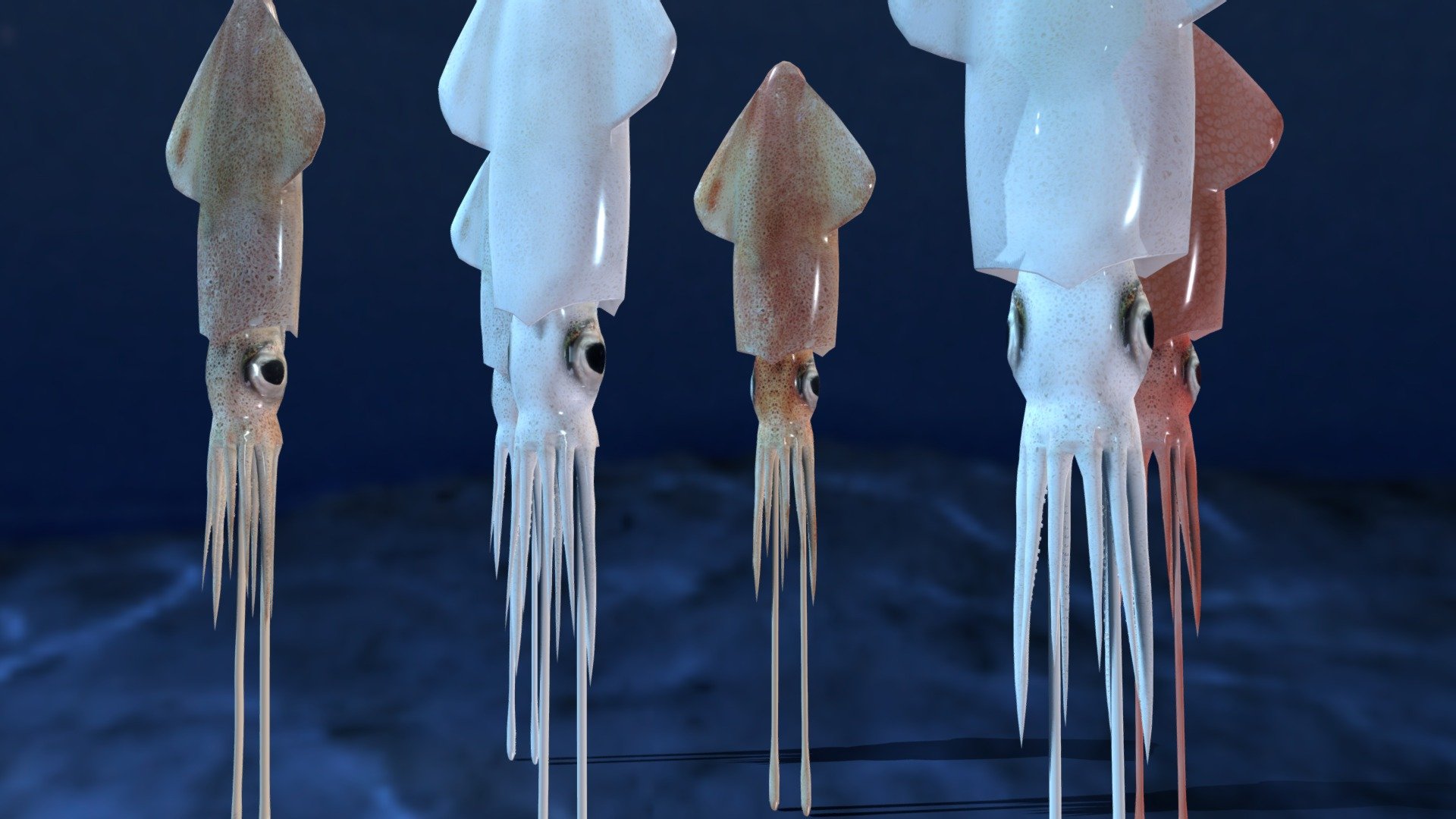 Beka squid(ベイカ in Japanese) - 3D model by MEA AQUA (@osakanaWatch ...