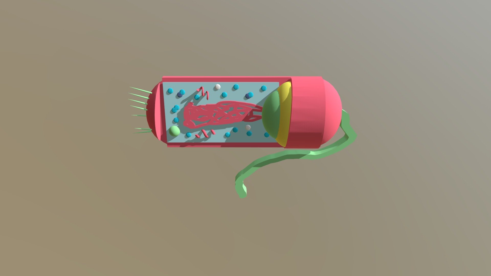Prokaryotic Cell - 3D model by keithj.coles [40139e2] - Sketchfab