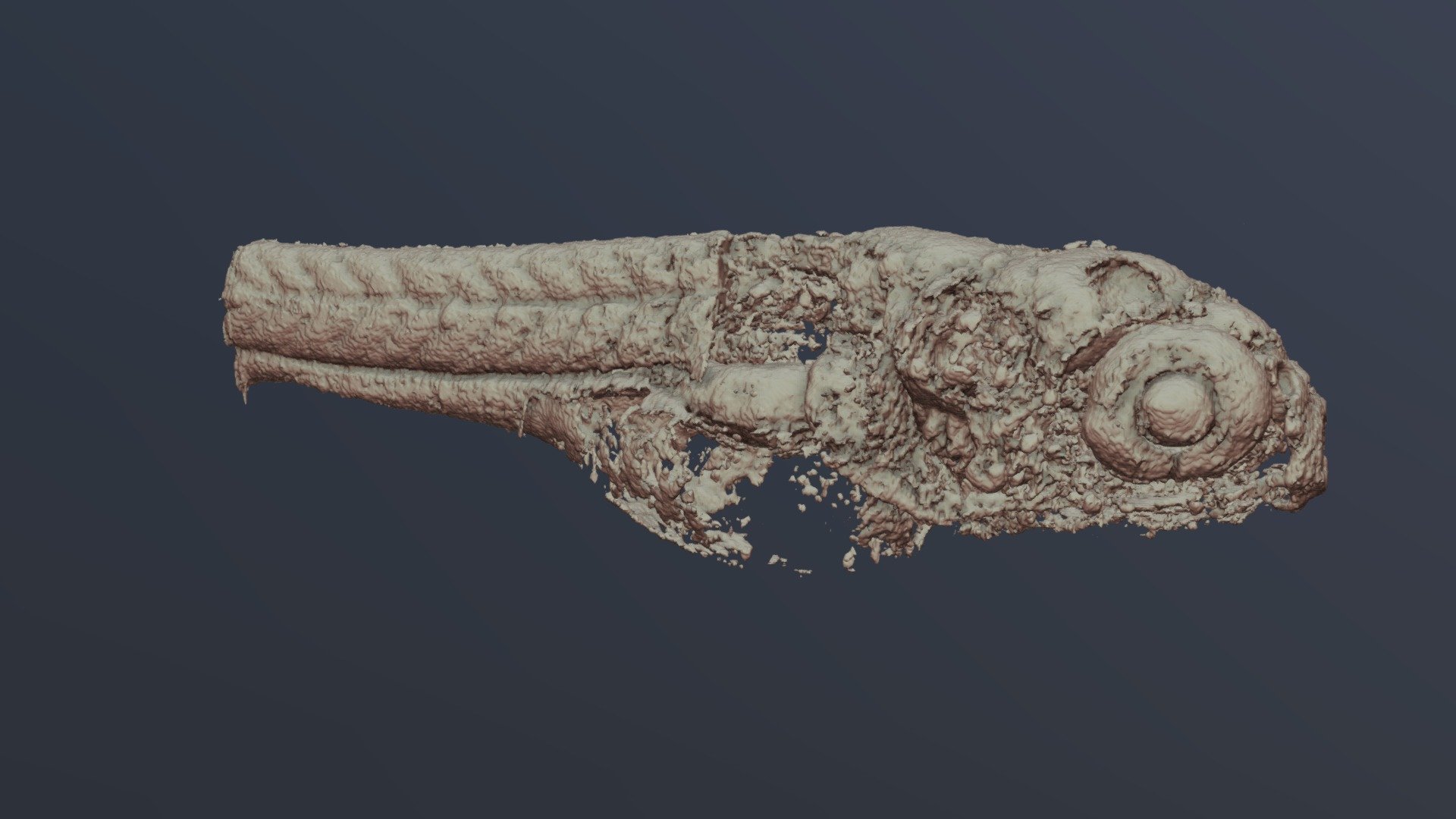 Danio rerio 96 hours - 3D model by Mieke Roth (@miekeroth) [401606a ...