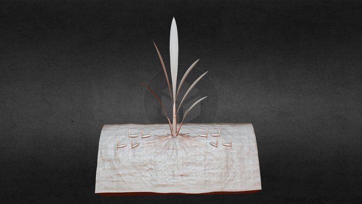 Ricefield 3D models - Sketchfab