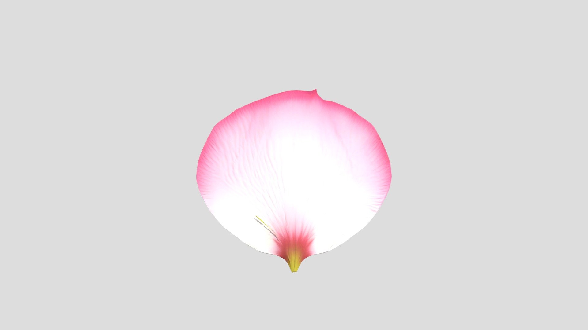 Pink Flower Petal 3d Model - Download Free 3D model by tantafahira ...