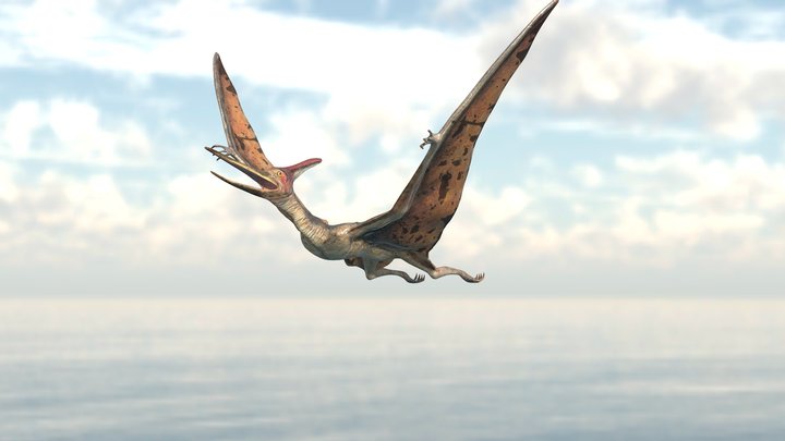Pteranodon 3D models - Sketchfab