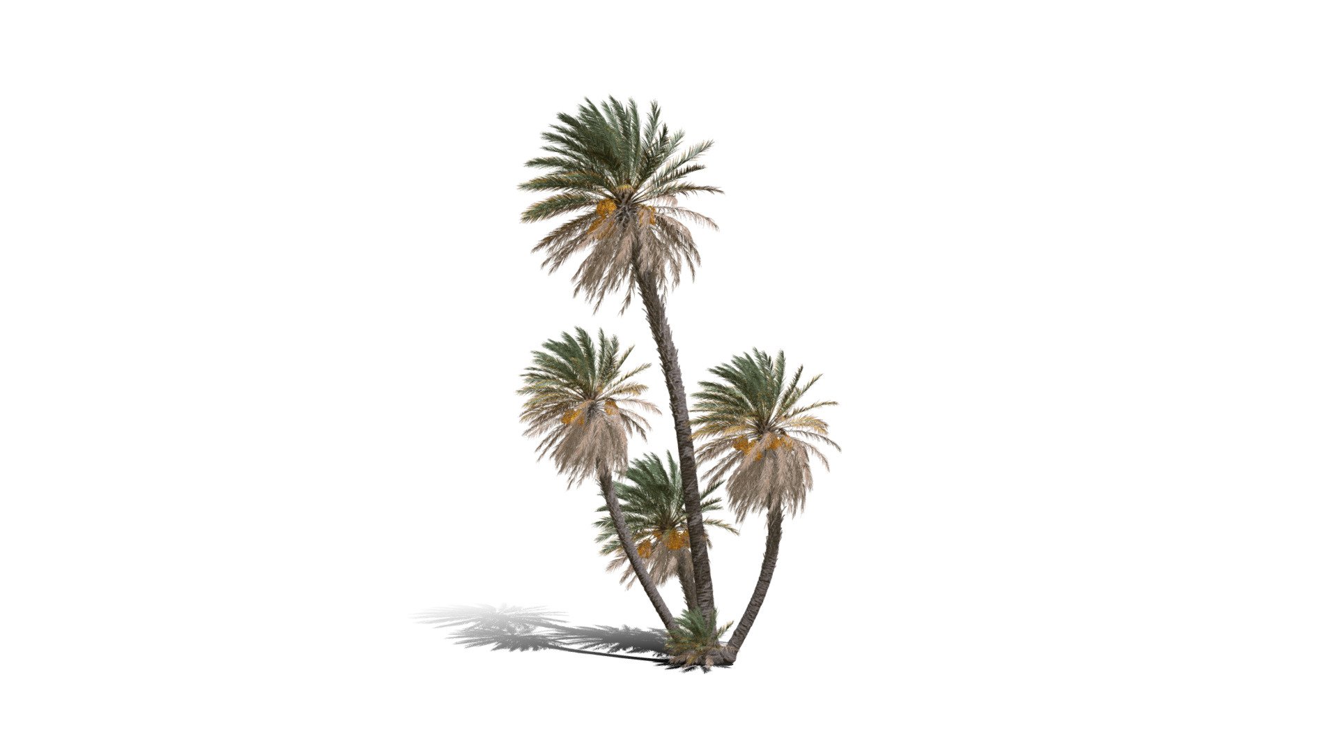 Realistic HD Date palm (47/78) - Download Free 3D model by PlantCatalog ...